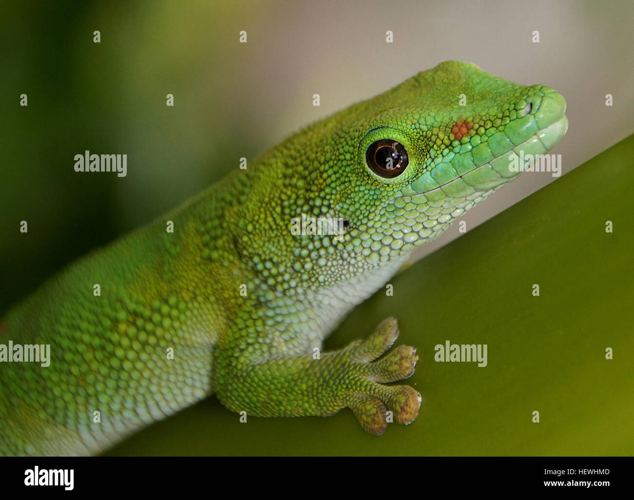 The Madagascan Day Gecko, a vibrant green reptile native to Madagascar ...