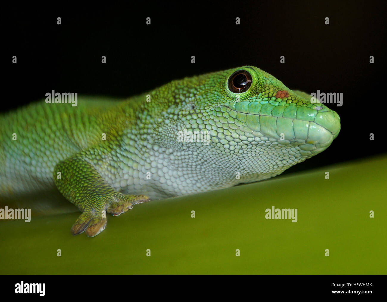 Madagascar day gecko is a diurnal subspecies of geckos. It lives on the ...