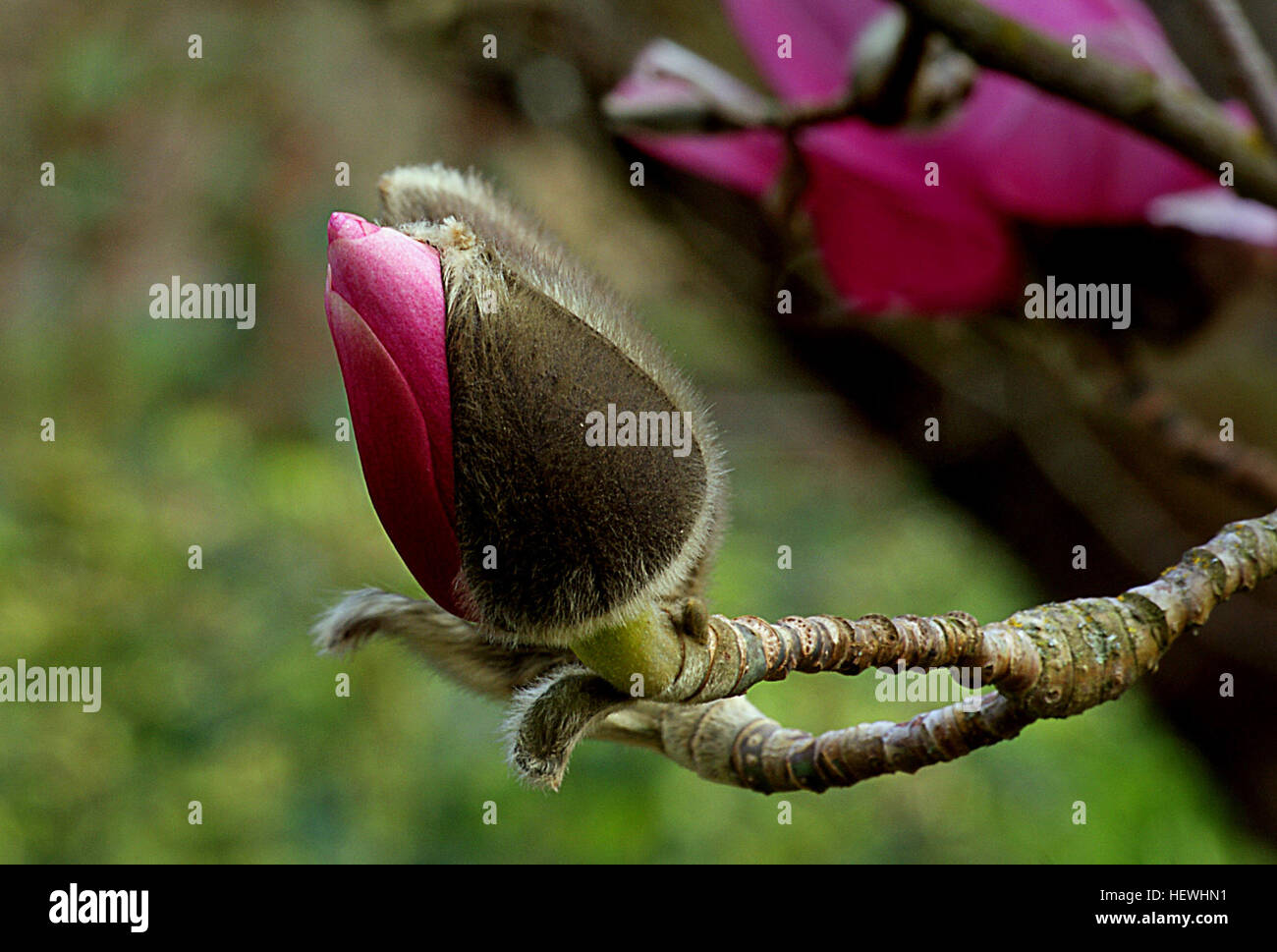 Pollination by beetles hi-res stock photography and images - Alamy