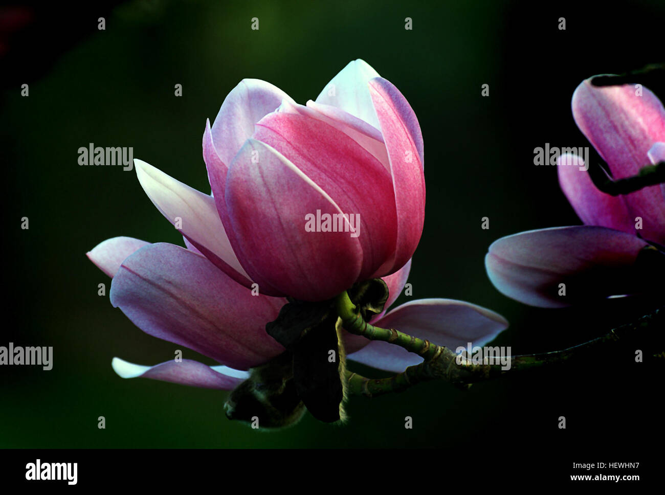 Magnolia campbellii, or Campbell's Magnolia, is a species of magnolia ...