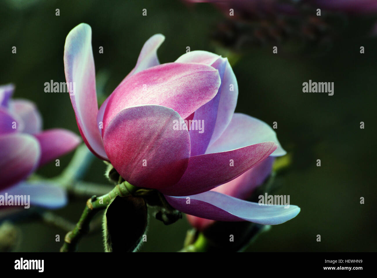 Magnolia Campbellii is a species of magnolia tree known for its large ...