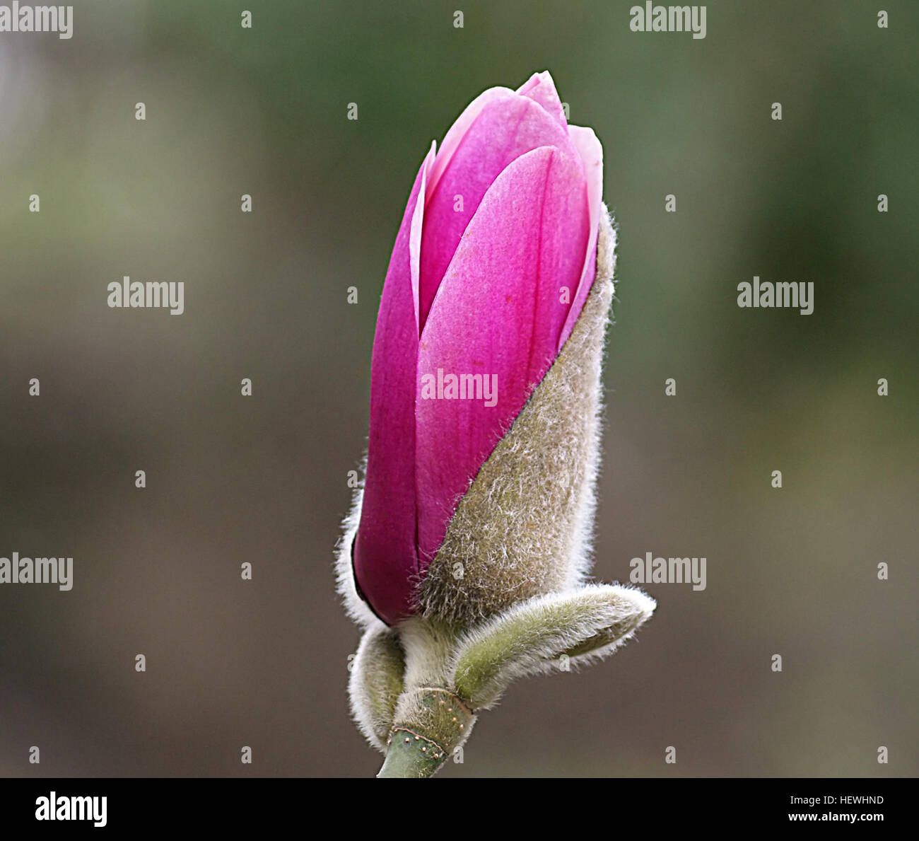 Close up magnolia flower showcasing hi-res stock photography and images ...