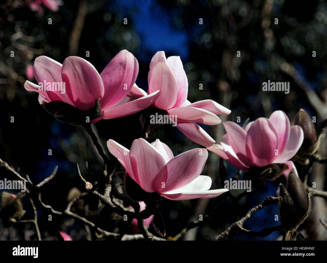 Named after french botanist pierre magnolia hi-res stock photography ...