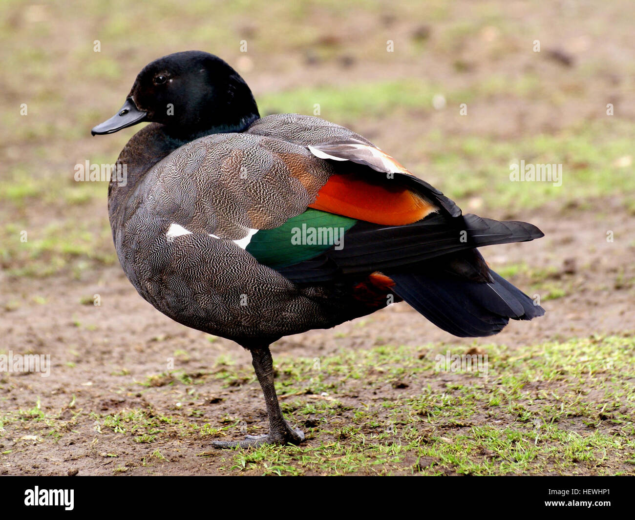The paradise shelduck is New Zealand’s only shelduck, known for its ...