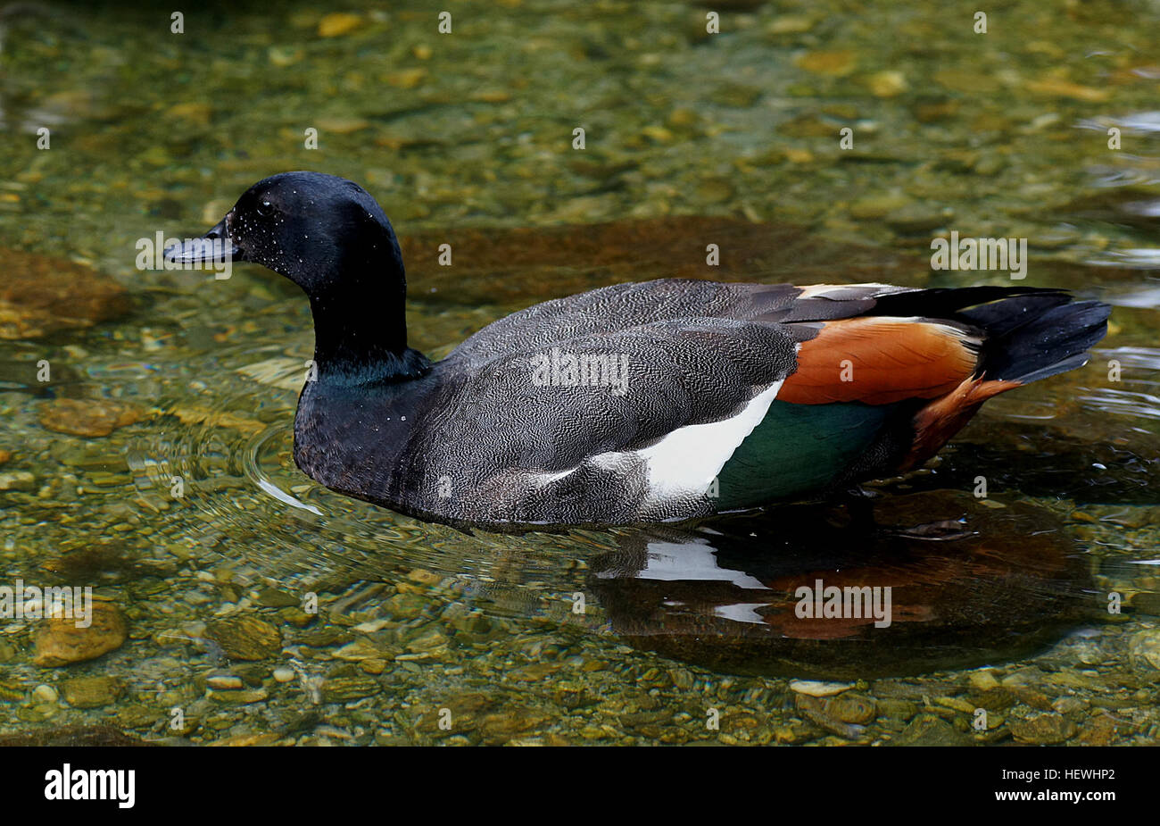 Photograph of New Zealand birds, particularly shell ducks, in their ...