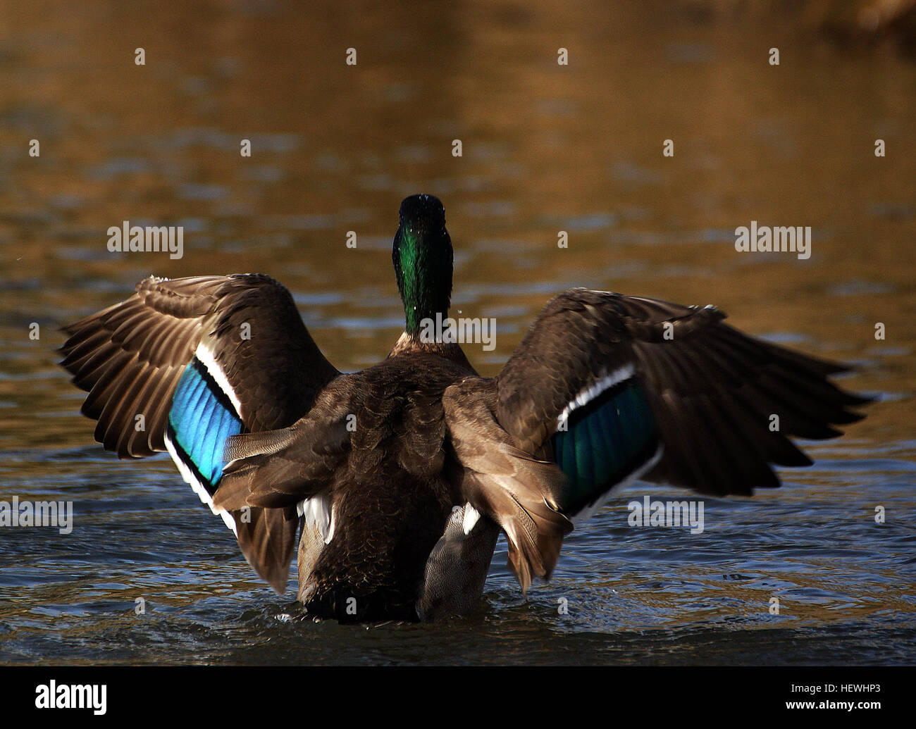Mallard duck identification hi-res stock photography and images - Alamy