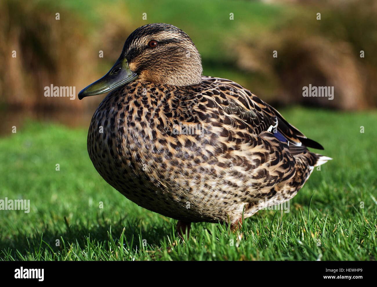 Mallard introduced species hi-res stock photography and images - Alamy