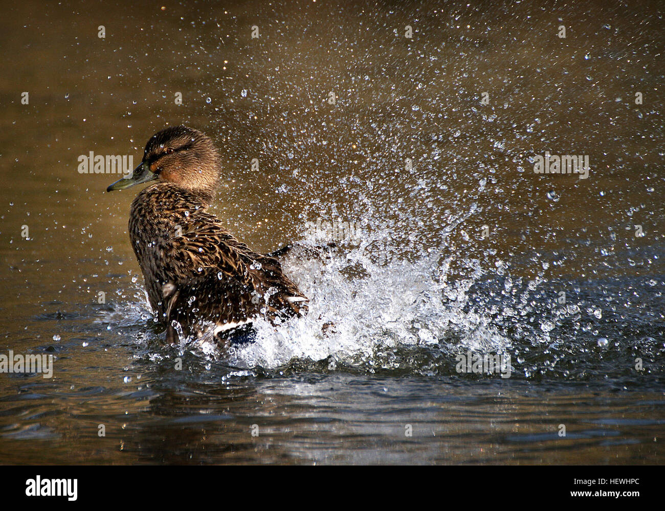 Mainly grey plumage hi-res stock photography and images - Alamy