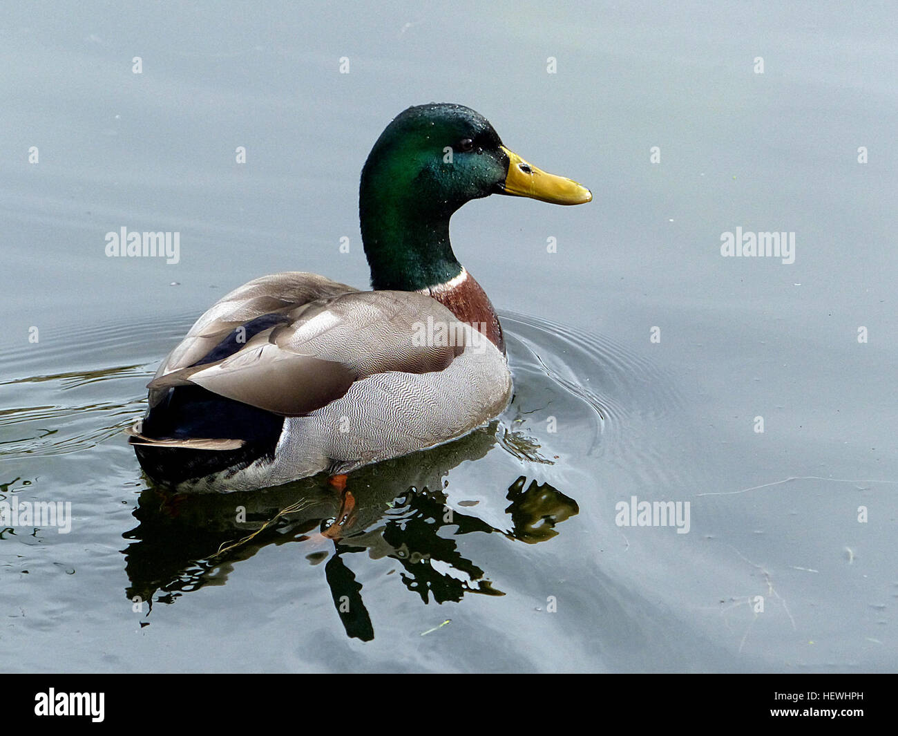 Duck with yellow bill hi-res stock photography and images - Alamy