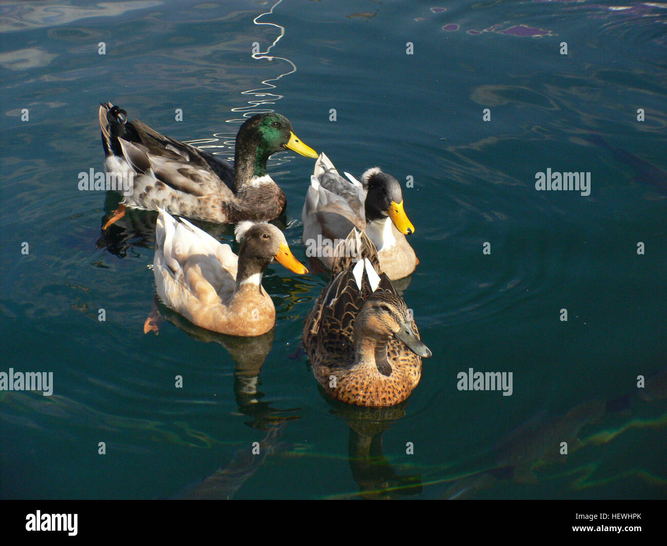 Mallards common species duck hi-res stock photography and images - Alamy