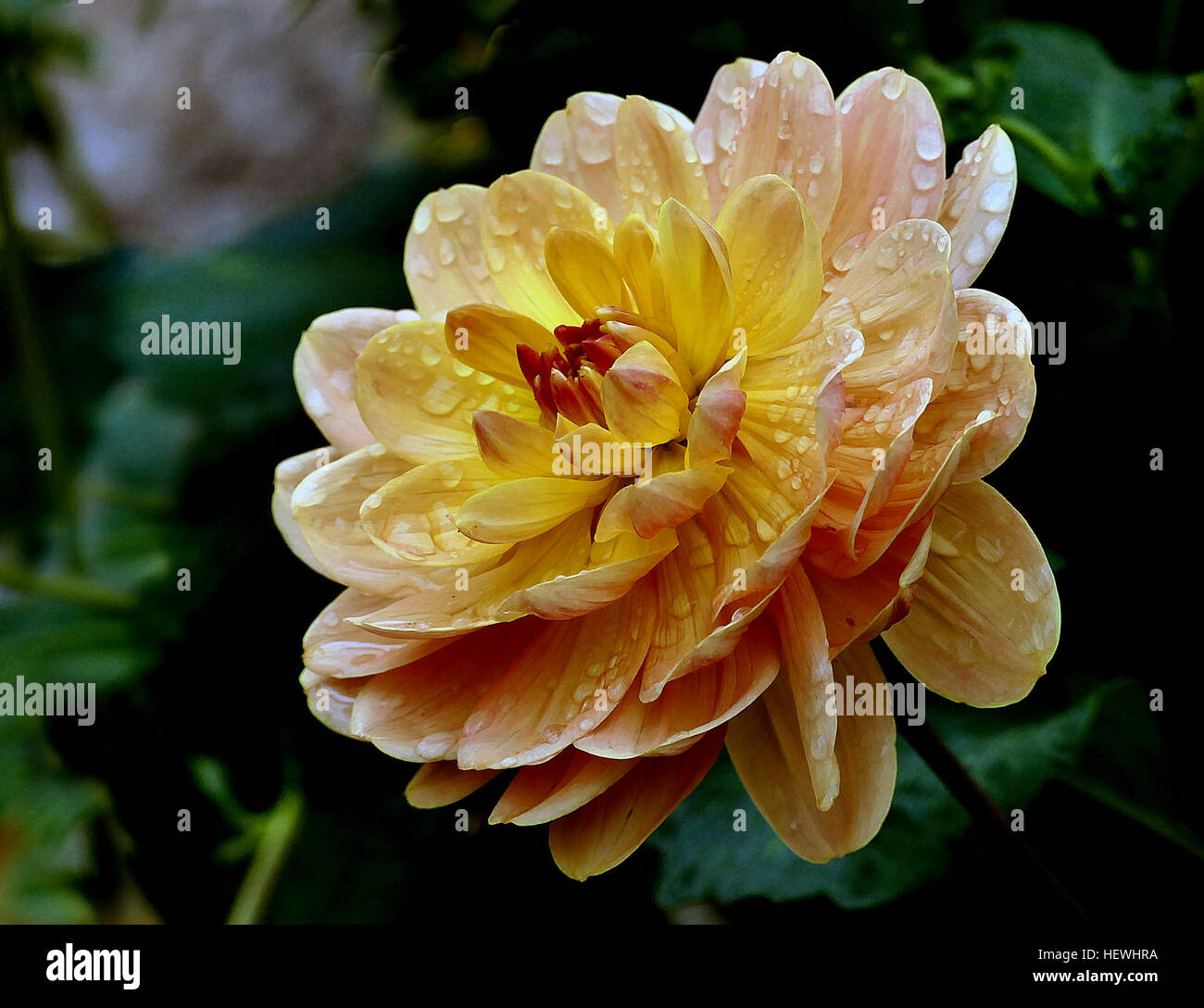 Upright perennials hi-res stock photography and images - Alamy
