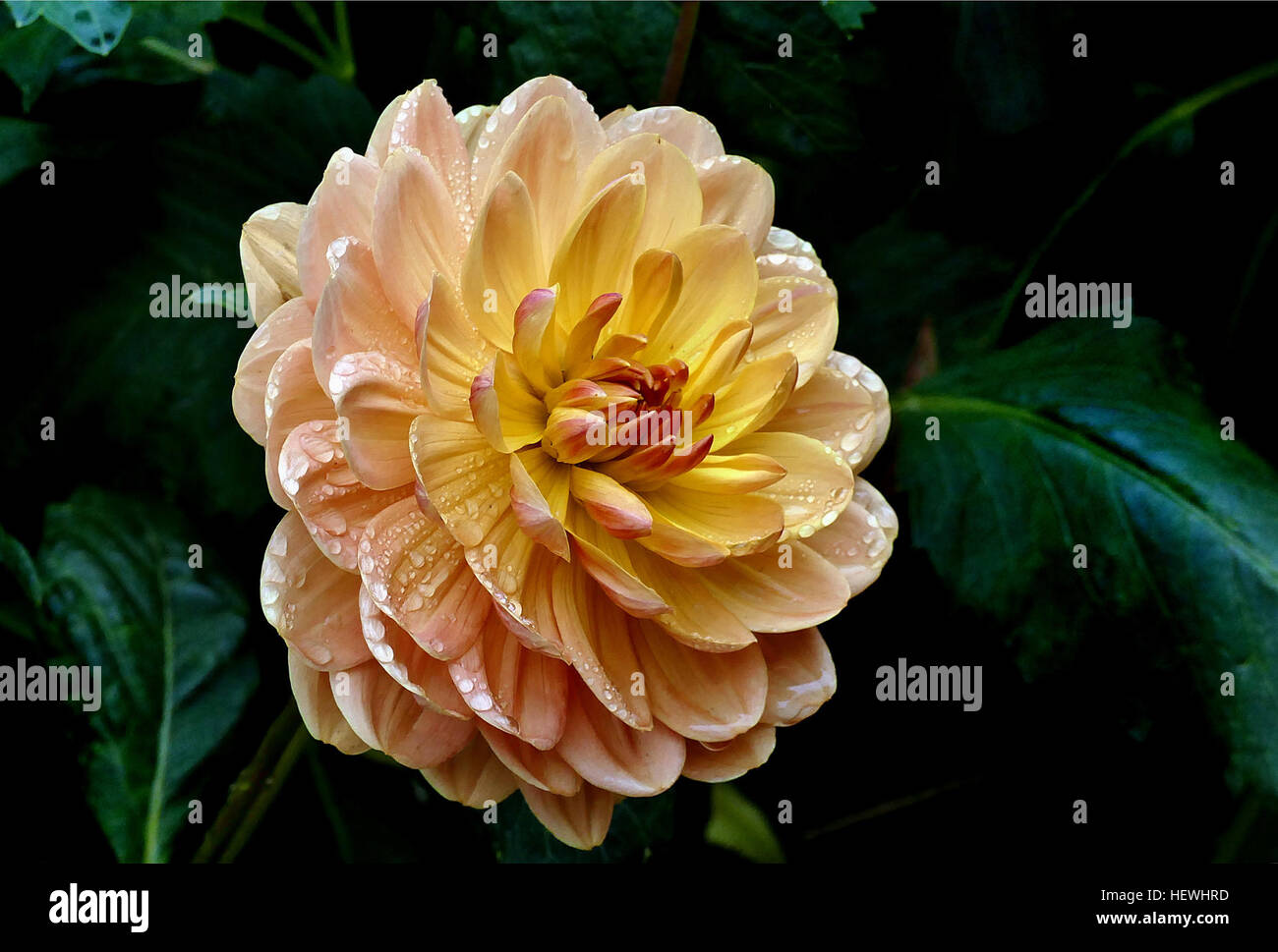 Upright perennials hi-res stock photography and images - Alamy