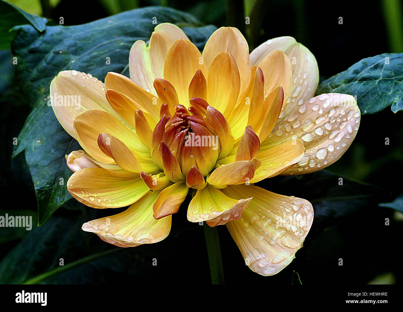 Upright perennials hi-res stock photography and images - Alamy