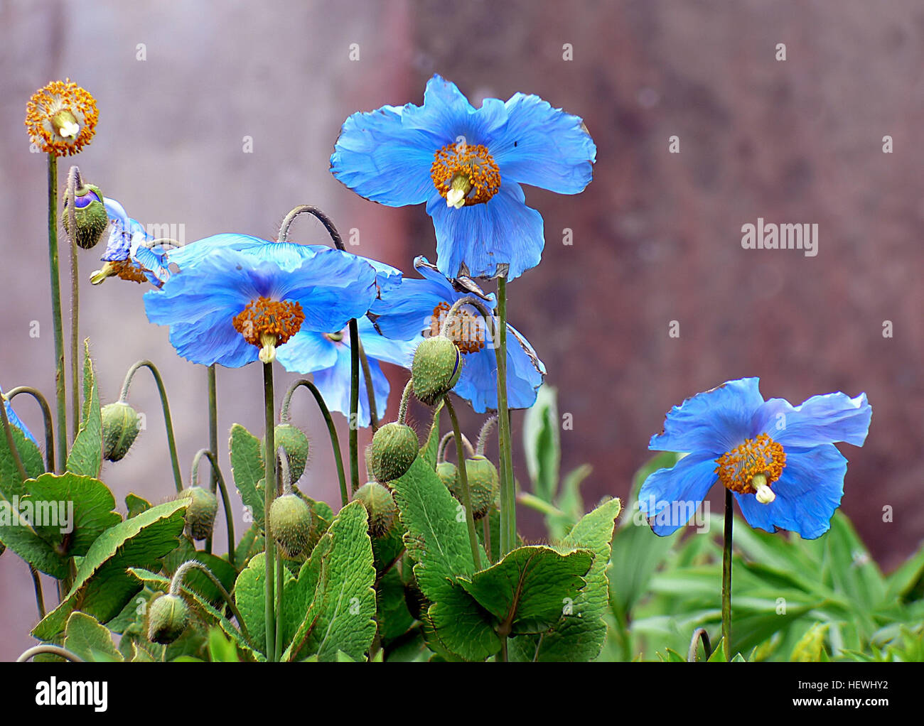 Meconopsis is genus of flowering plants in the family papaveraceae hi ...