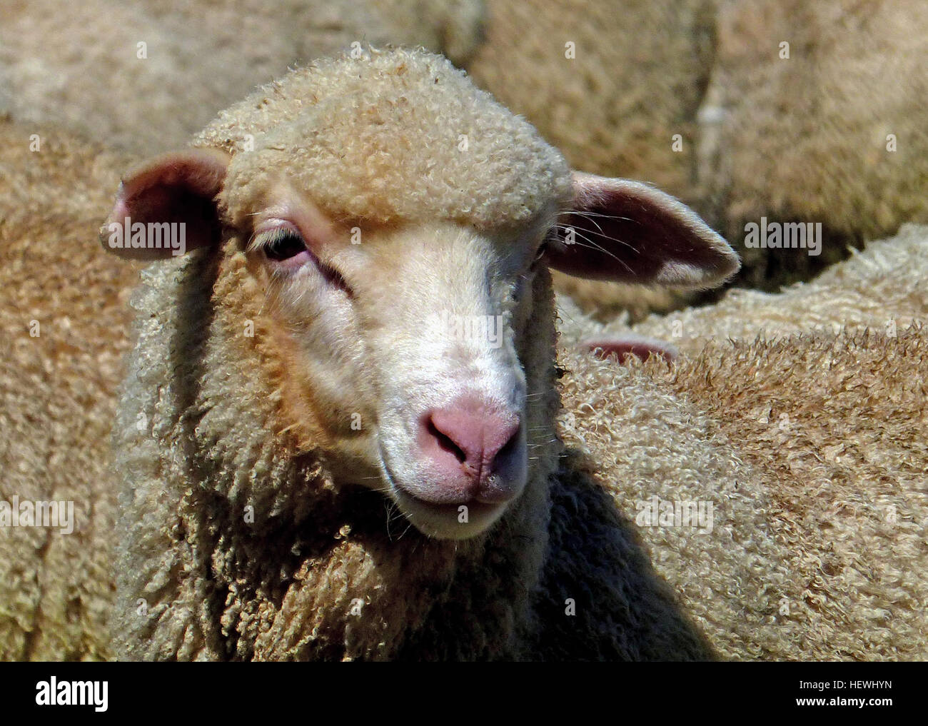 Merinos spain hi-res stock photography and images - Alamy
