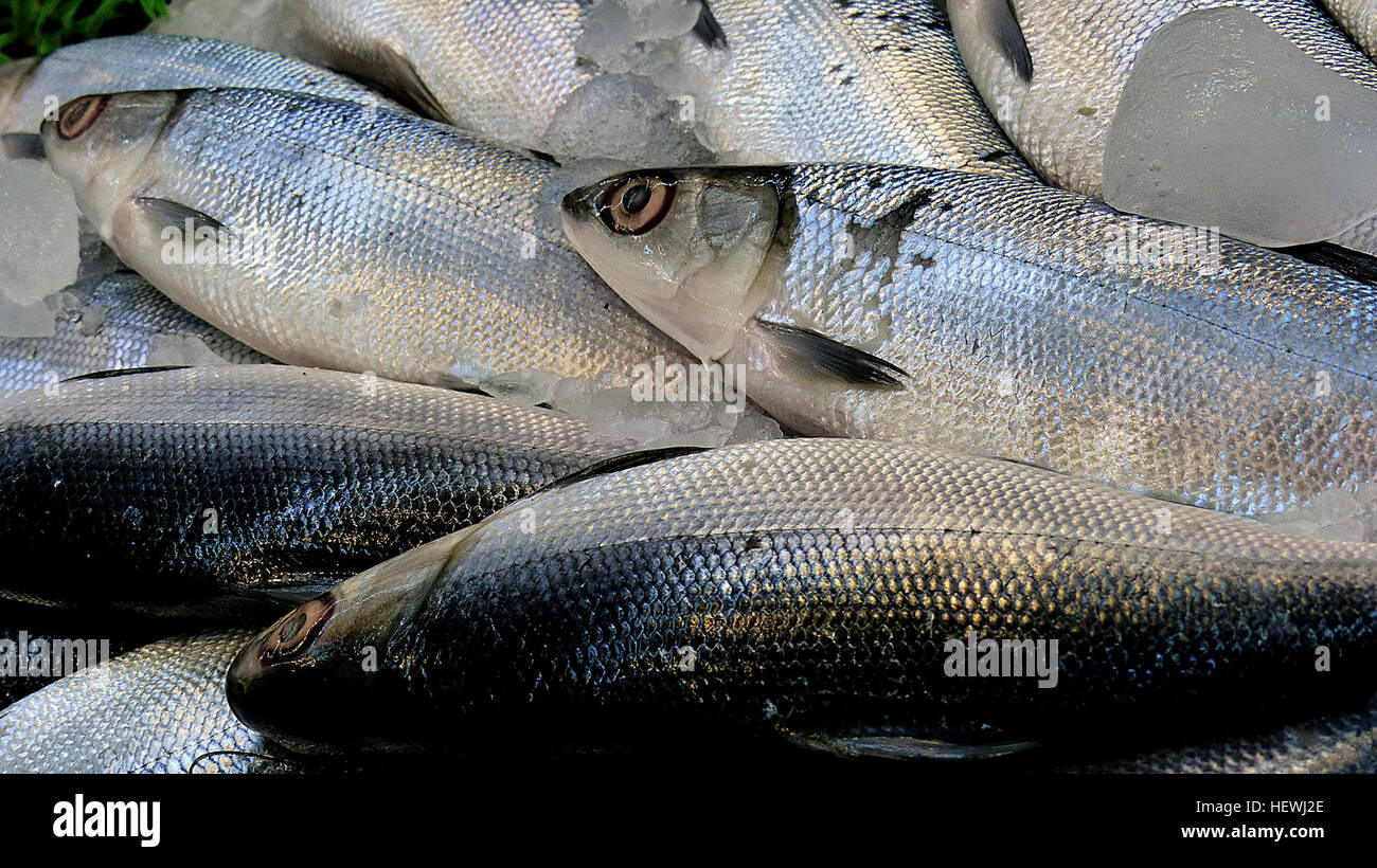 Milkfish aquaculture began 800 years ago in the Philippines and spread ...