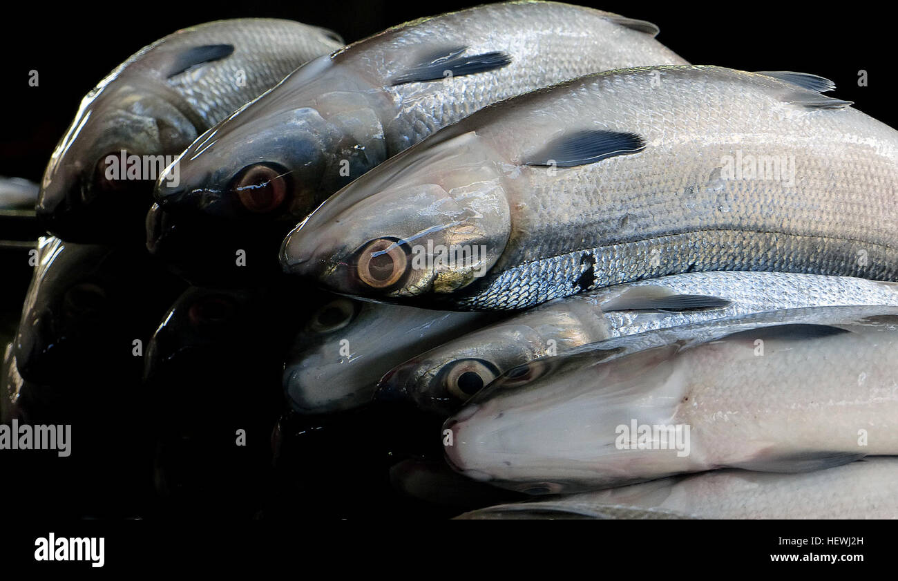 Bangus, also known as milkfish, is a popular fish in the Philippines ...