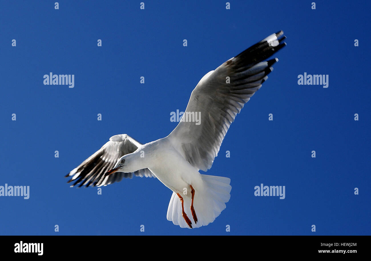 Dslr bird photo hi-res stock photography and images - Alamy