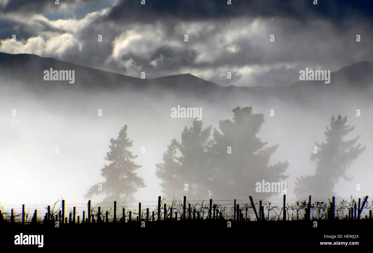 A black and white photo capturing misty fog enveloping vines. The muted ...