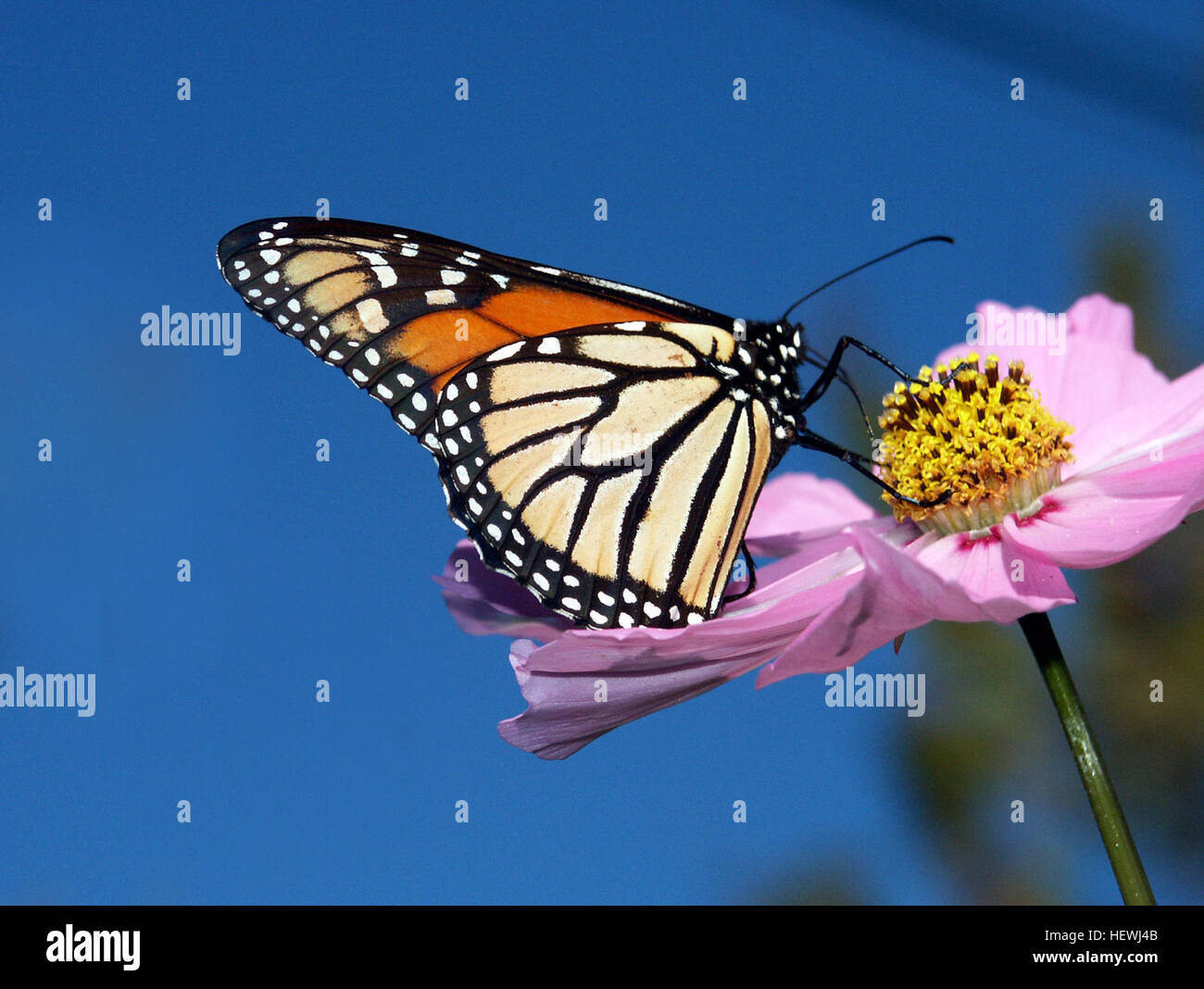 The monarch butterfly, known for its striking orange and black wings ...