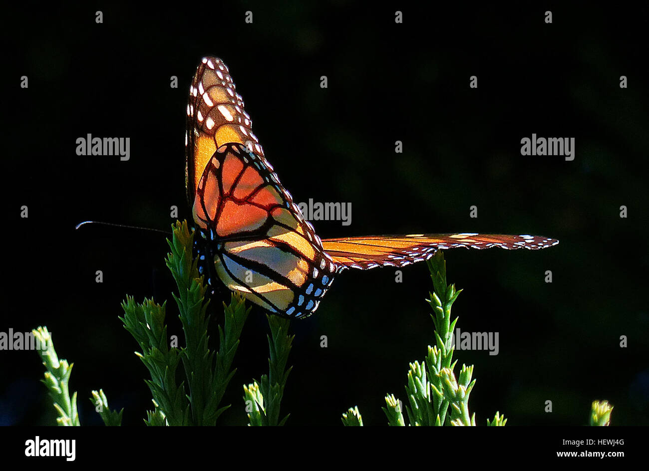 Monarch toxicity hi-res stock photography and images - Alamy