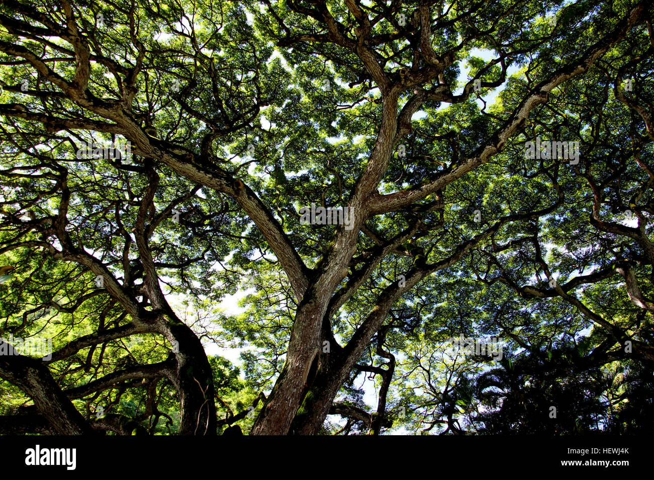 Monkeypod tree hi-res stock photography and images - Alamy