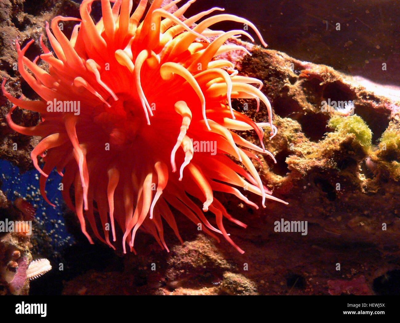 This image showcases various marine species at the Monterey Bay ...
