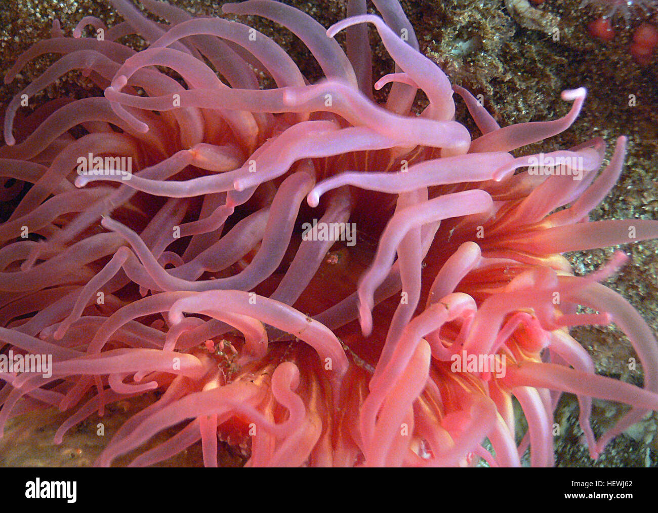 Monterey aquarium anemones hi-res stock photography and images - Alamy