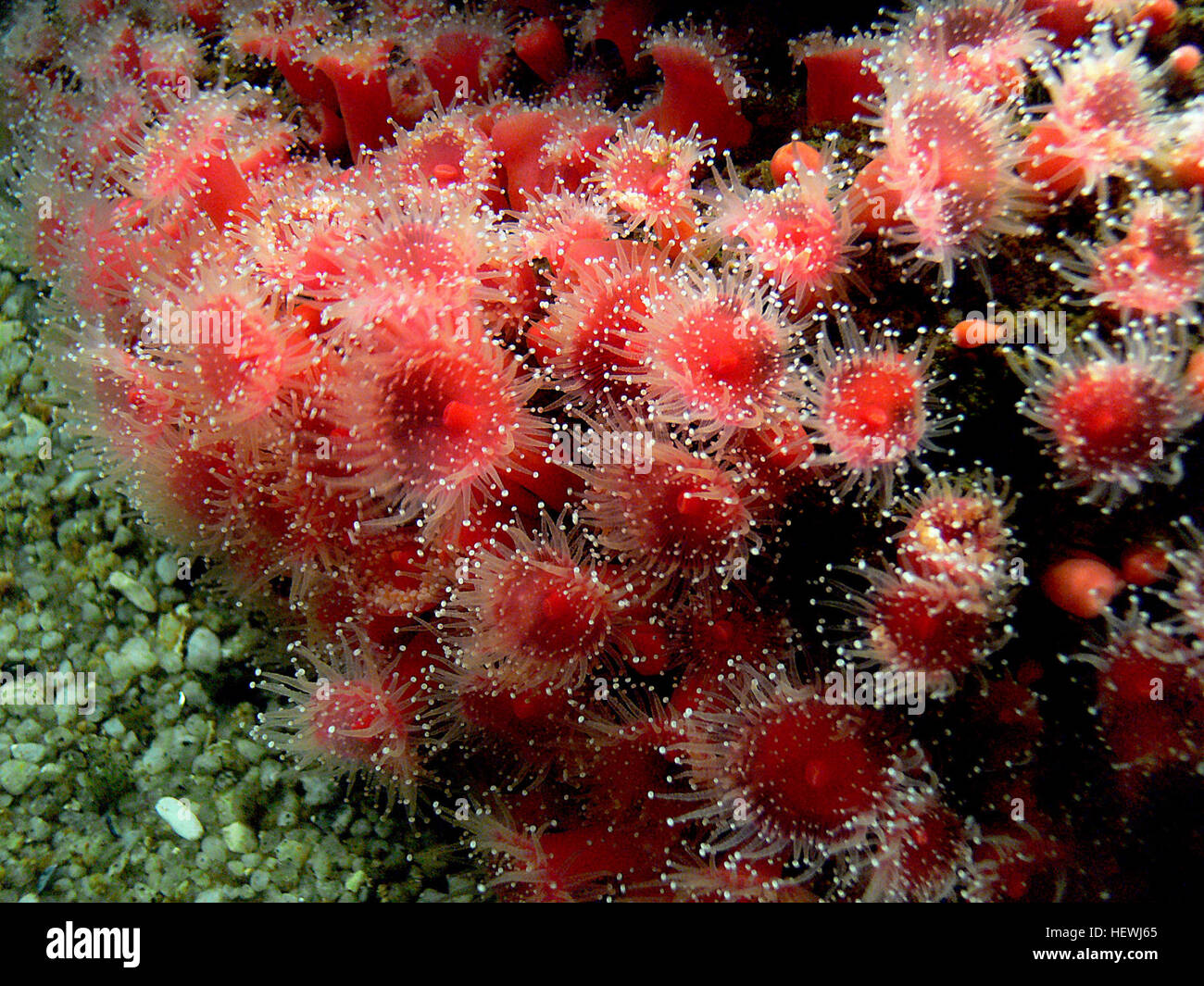 Photograph of fish in tanks at the Monterey Aquarium, featuring various ...