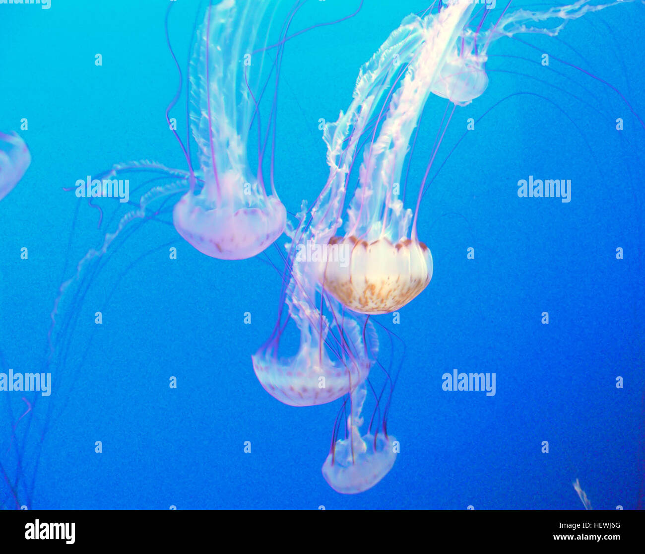 Phylum cnidaria jellyfish hi-res stock photography and images - Alamy