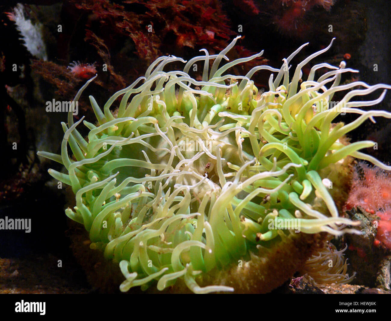 Monterey aquarium anemones hi-res stock photography and images - Alamy