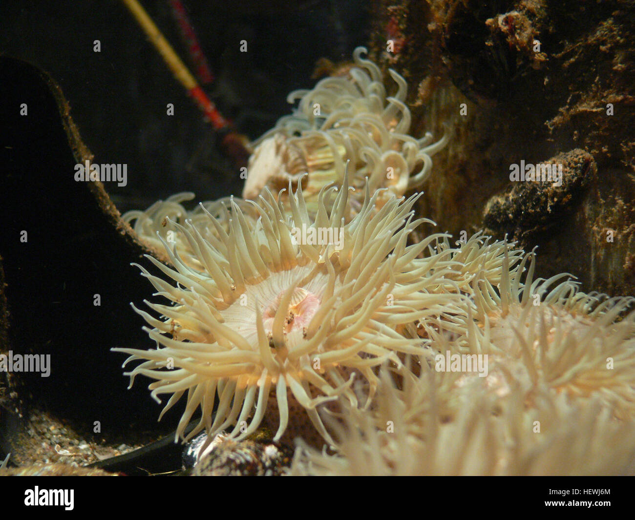 The Monterey Bay Aquarium showcases various species of anemones ...
