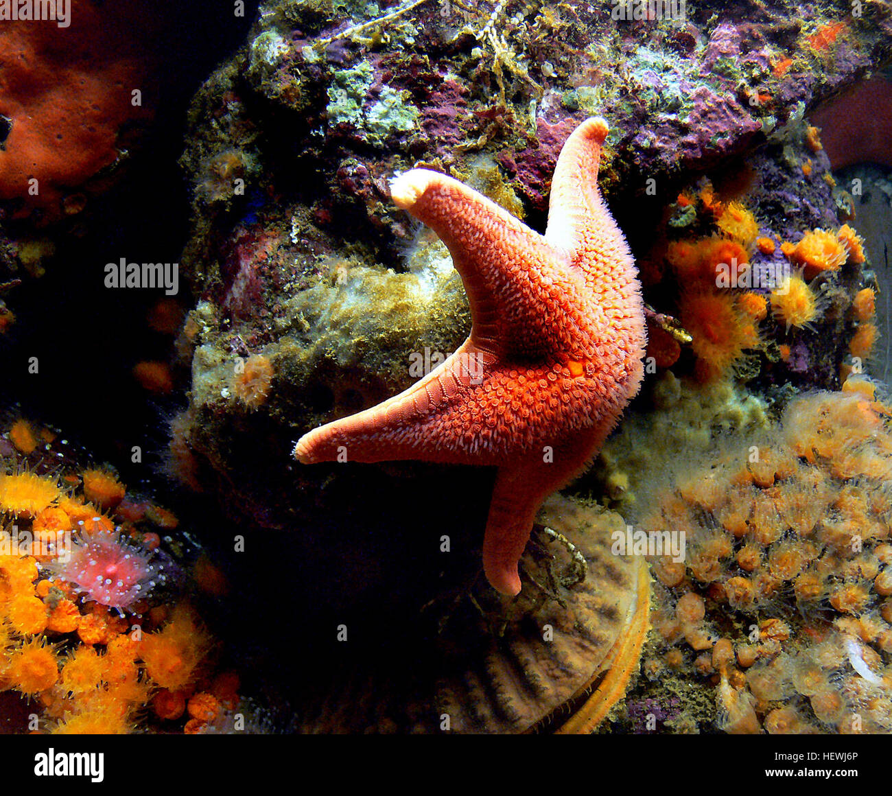 The Monterey Bay Aquarium in California showcases marine life ...