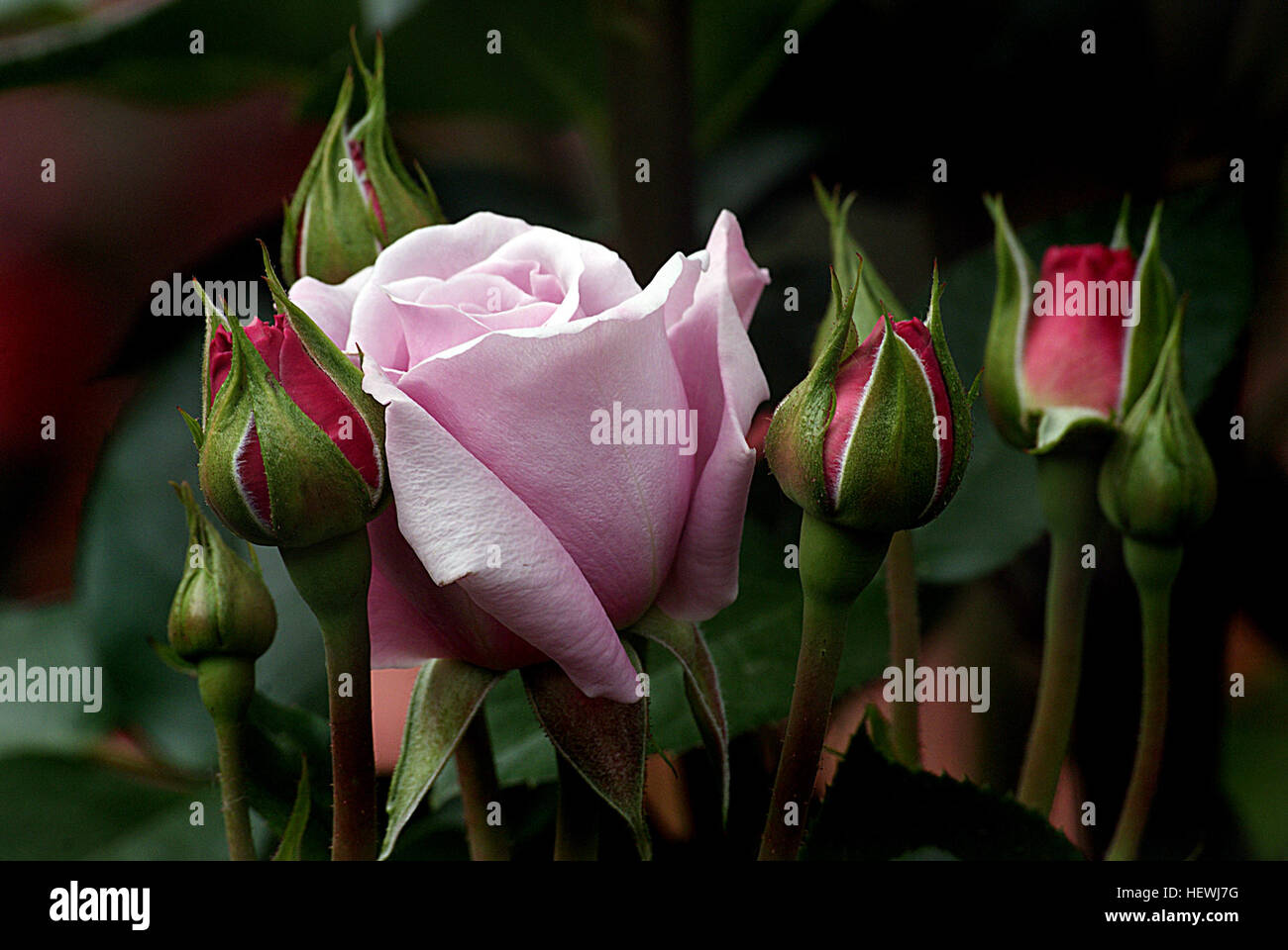 Blue tipped roses hi-res stock photography and images - Alamy