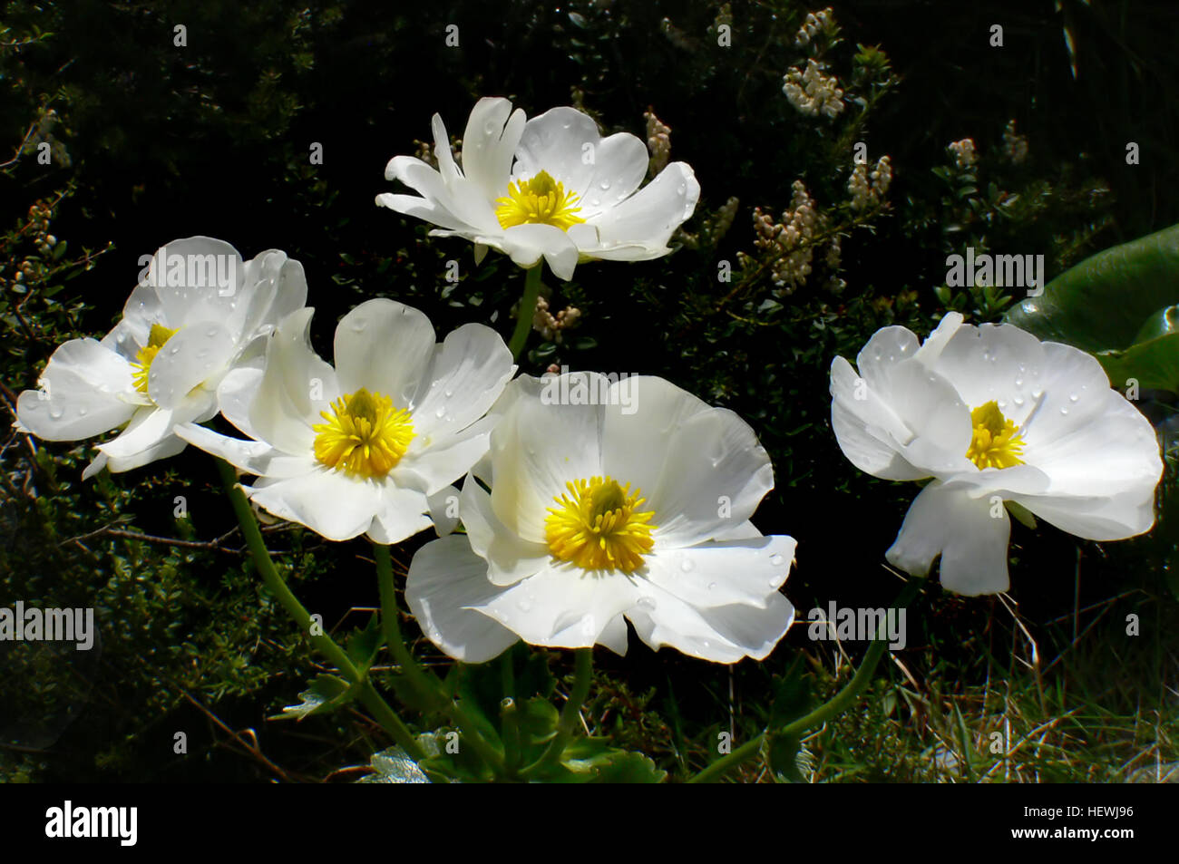 A photograph of the Mount Cook Lily, or Mountain Buttercup, captured in ...