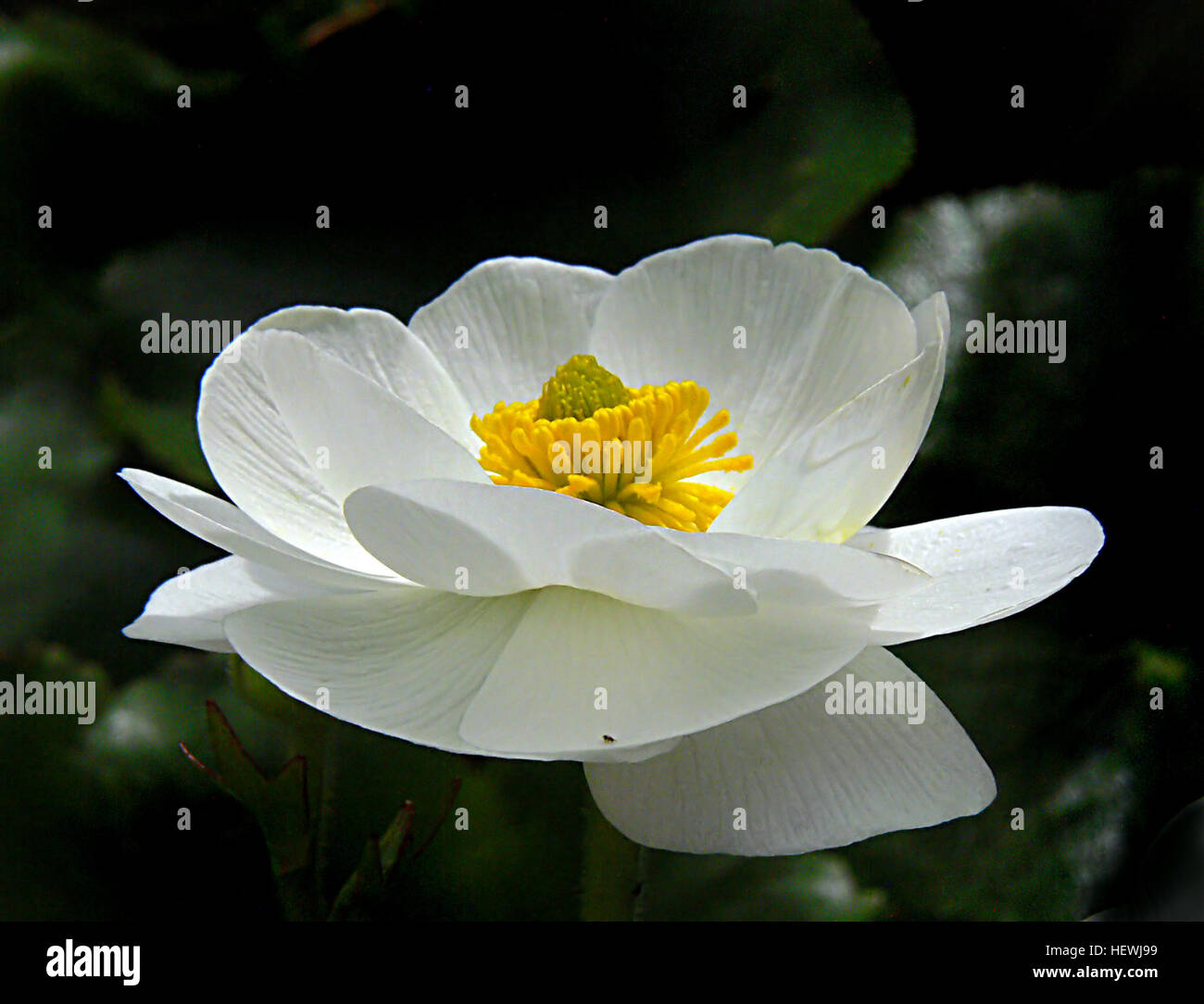 The Mount Cook Lily, or Mount Cook buttercup (Ranunculus lyallii), is a ...