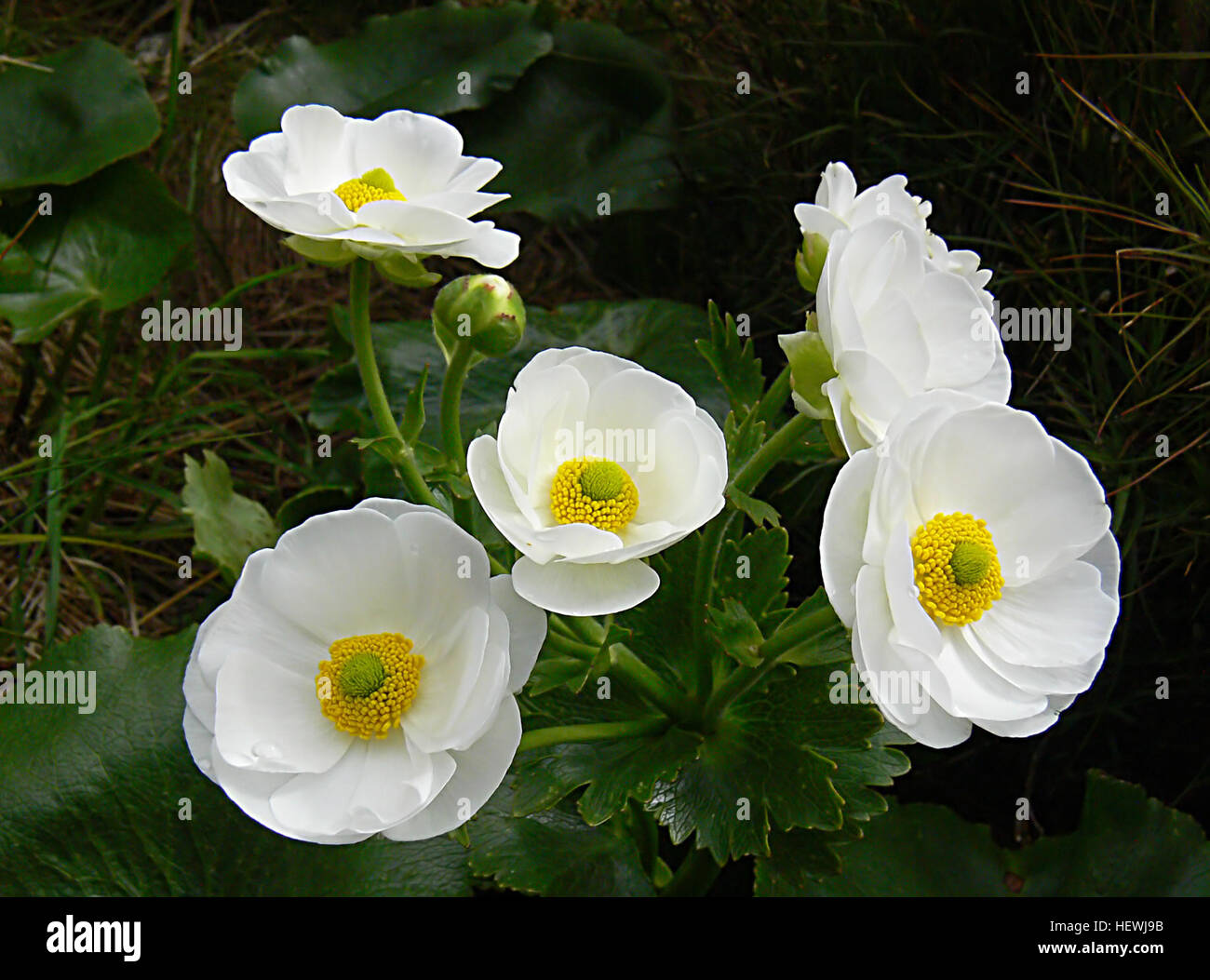 New zealand mountain buttercup hi-res stock photography and images - Alamy