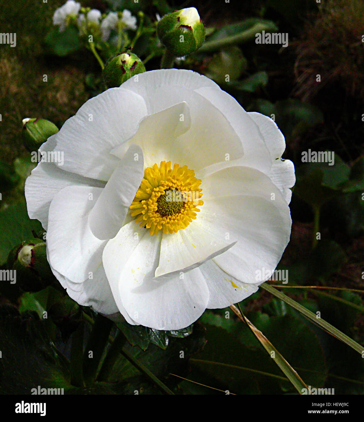 New zealand mountain buttercup hi-res stock photography and images - Alamy