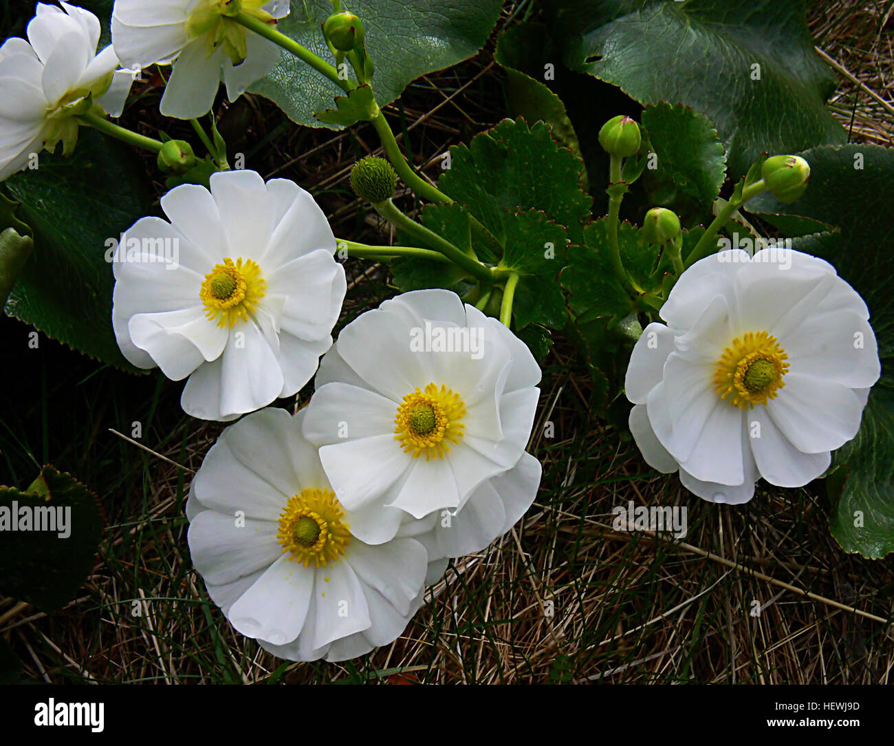 New zealand mountain buttercup hi-res stock photography and images - Alamy