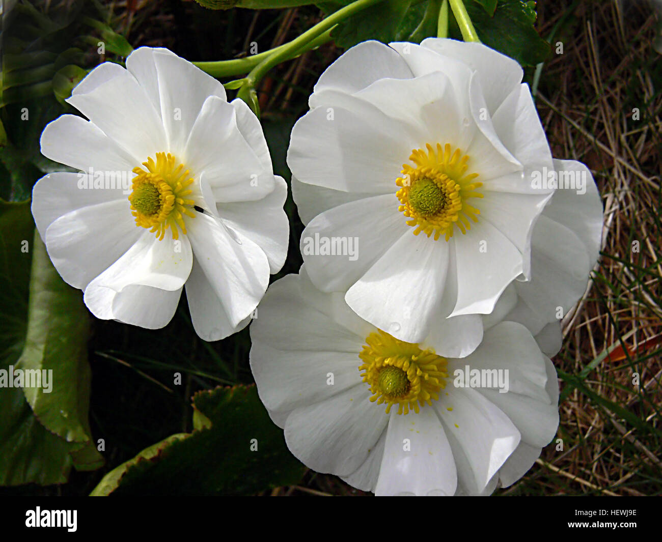New zealand mountain buttercup hi-res stock photography and images - Alamy