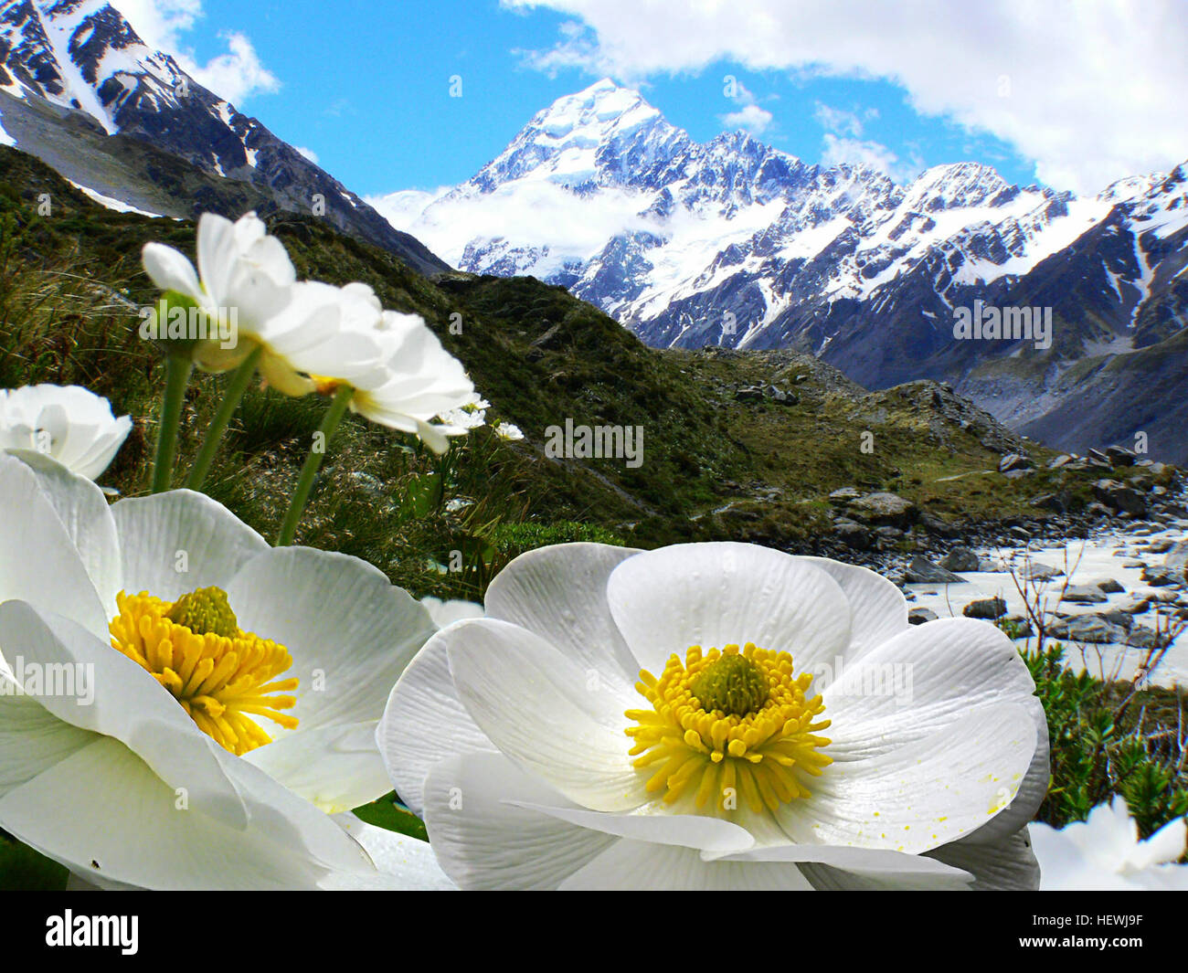 The Mount Cook lily, or Mount Cook buttercup, is native to New Zealand ...
