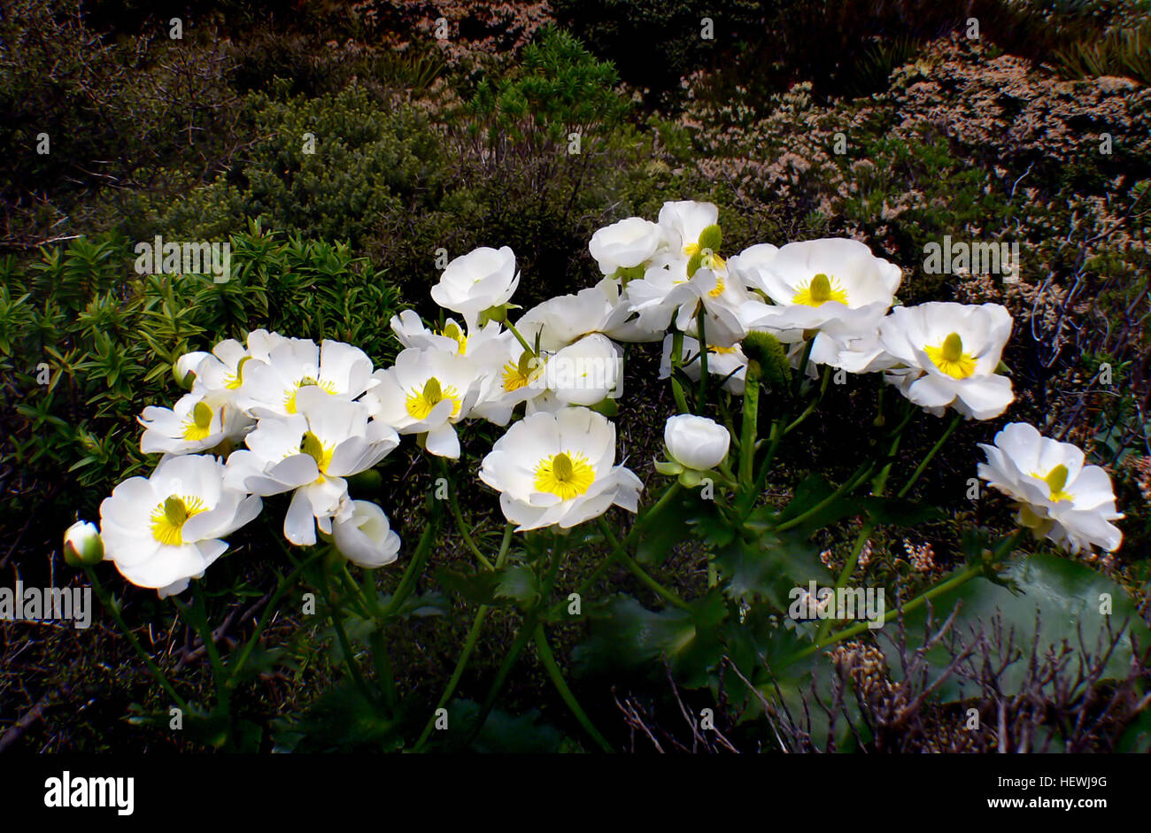 New zealand mountain buttercup hi-res stock photography and images - Alamy