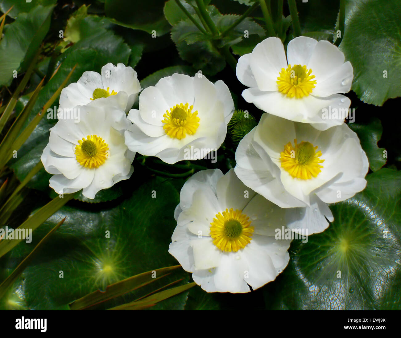 The Mount Cook buttercup, also known as Ranunculus lyallii, is a ...