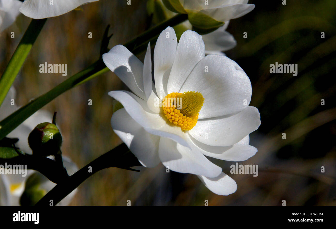 The Mount Cook Lily, or Ranunculus lyallii, is a white flowering plant ...