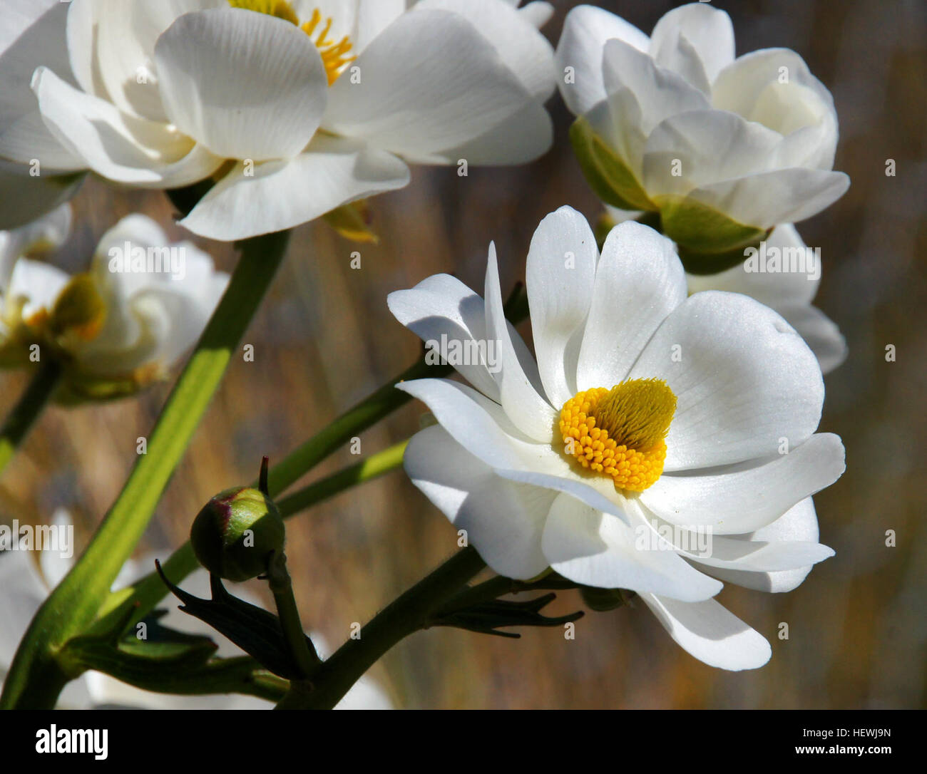 New Zealand Mountain Buttercup High Resolution Stock Photography and ...