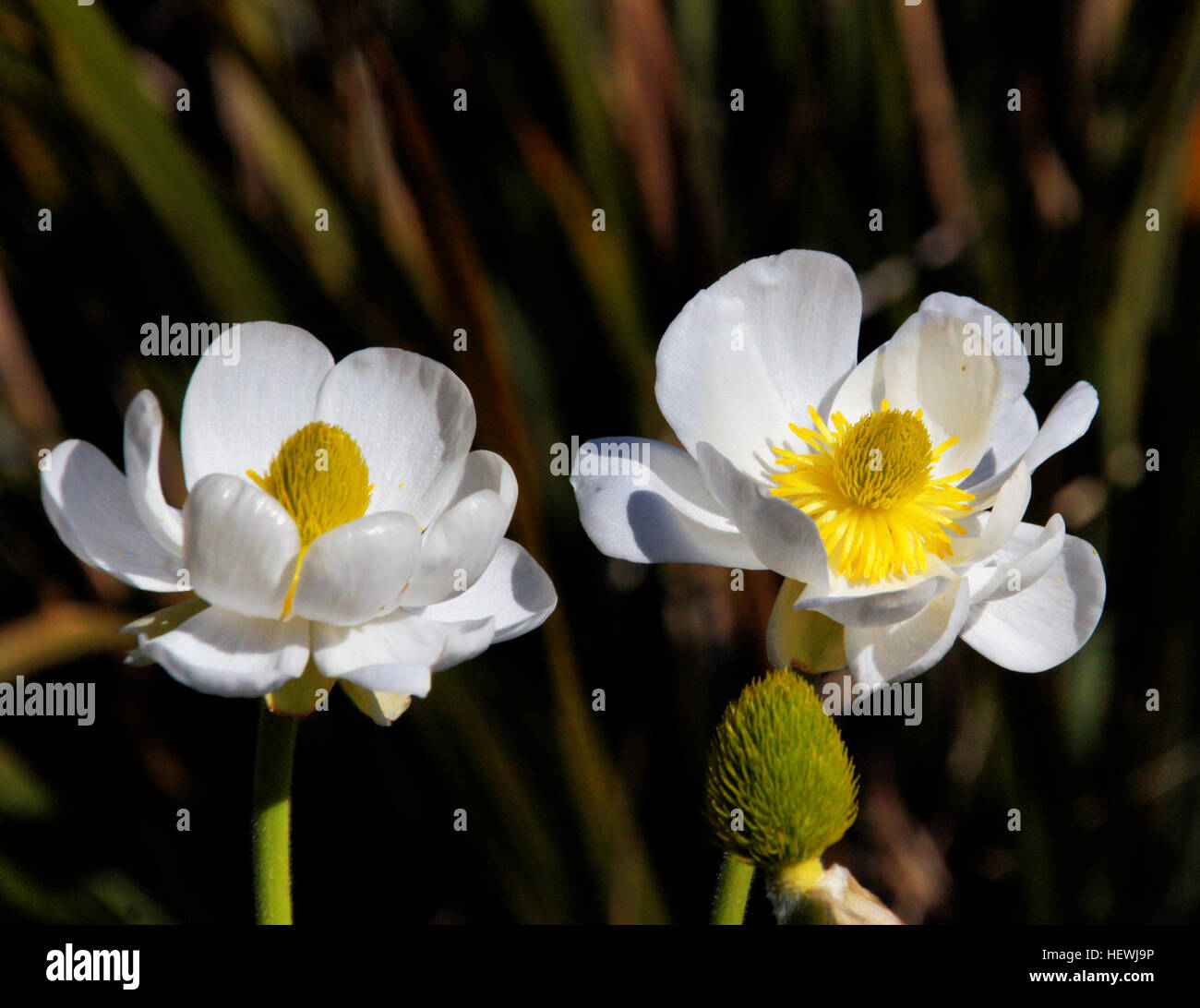 New zealand mountain buttercup hi-res stock photography and images - Alamy