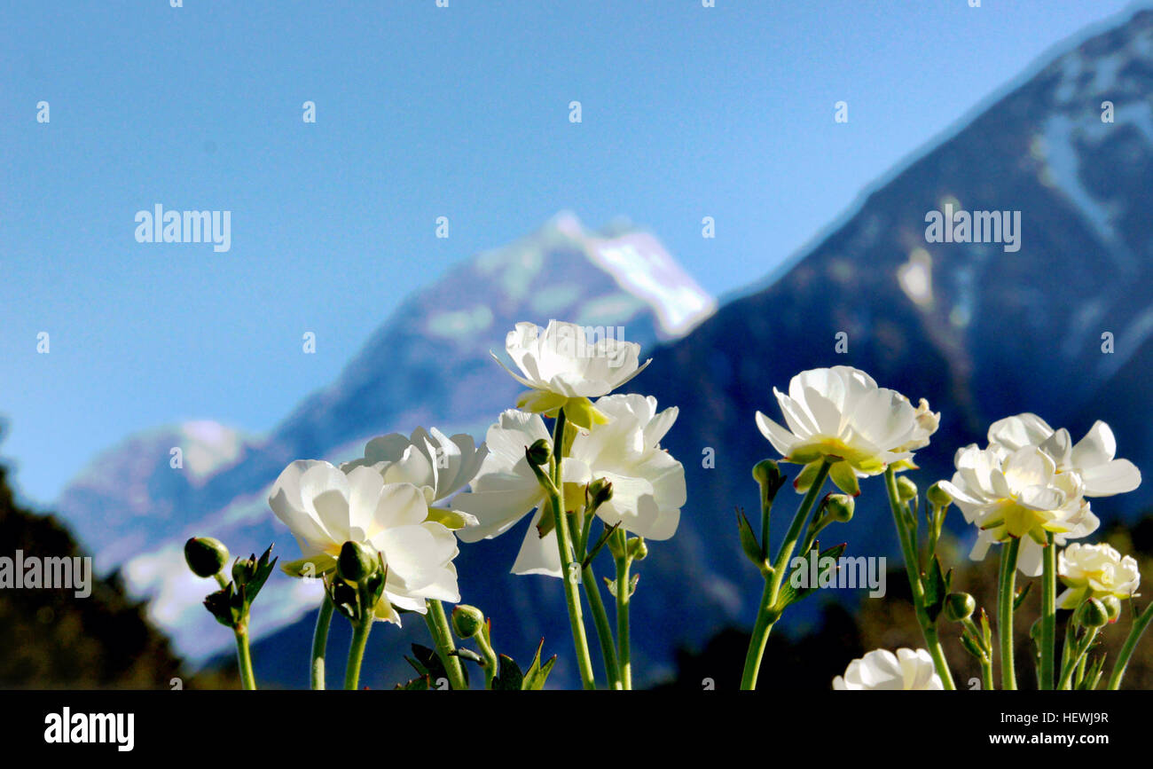 Mount cook lilies hi-res stock photography and images - Alamy