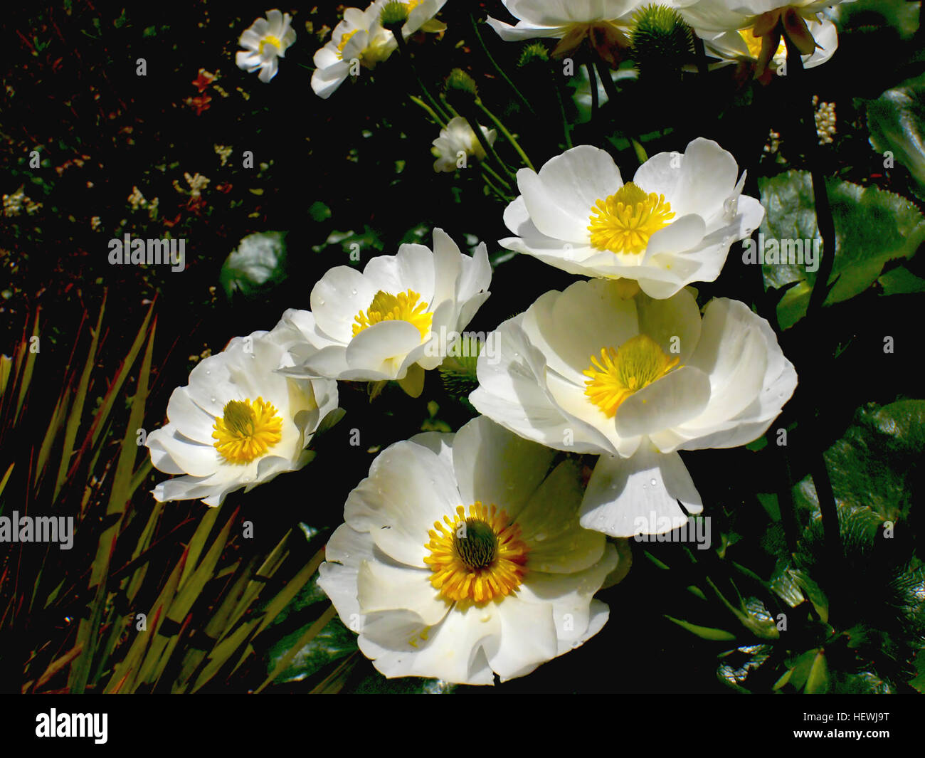 New zealand mountain buttercup hi-res stock photography and images - Alamy