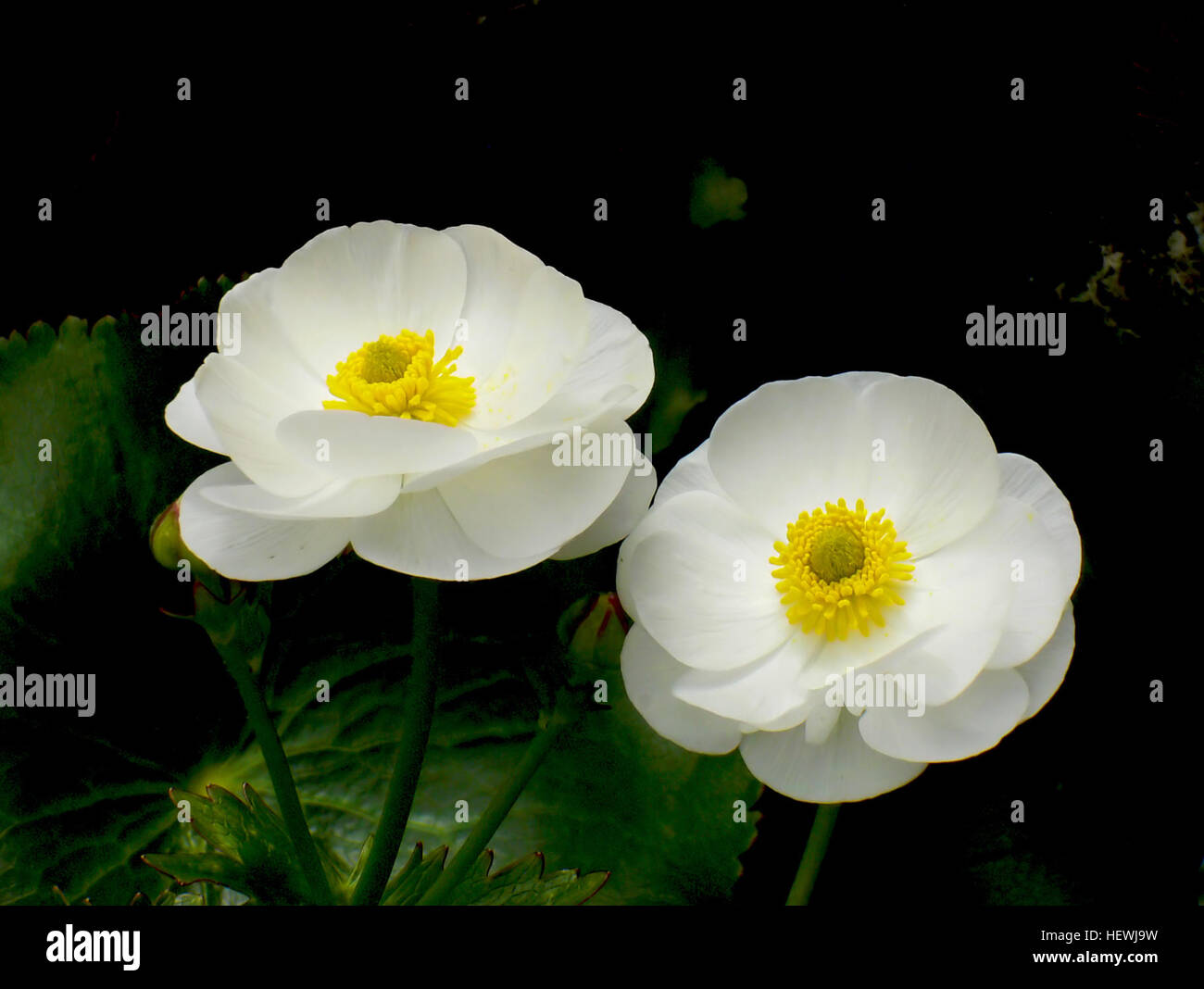 The photograph features Mount Cook lilies and buttercups, native to New ...