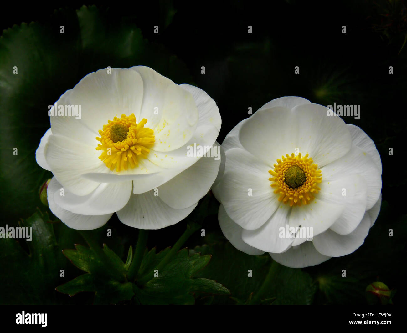 The Mount Cook lily (Ranunculus lyallii), a type of buttercup, is known ...